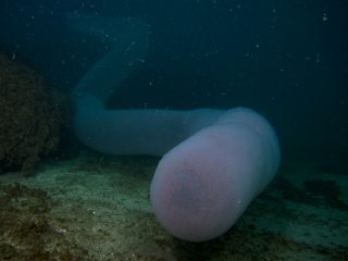 Natural Wonders: Pyrosomes » Explorersweb