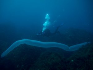 Natural Wonders: Pyrosomes » Explorersweb