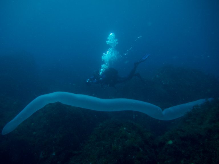 Natural Wonders: Pyrosomes » Explorersweb