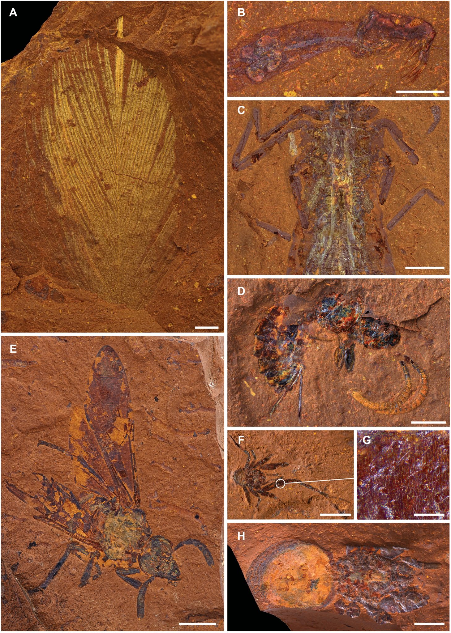 New Fossils Write Missing Chapters of Australia's Jungle Origin Story ...