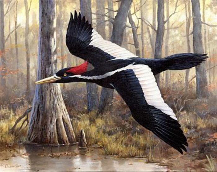 Counterpoint: The Ivory-Billed Woodpecker Is Almost Certainly Extinct ...