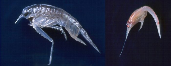 Great Survival Stories: The Greely Expedition » Explorersweb