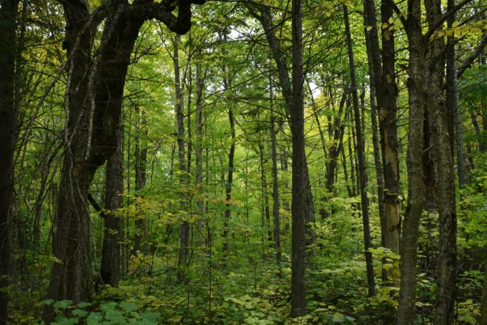 Natural Wonders: Breathing Forest » Explorersweb