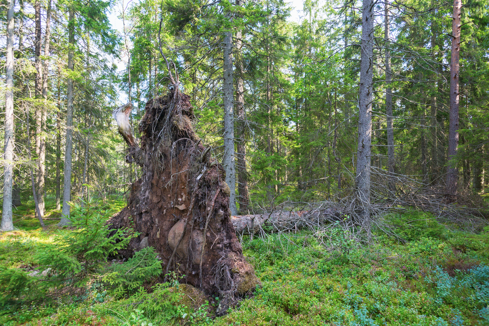 Natural Wonders: Breathing Forest » Explorersweb
