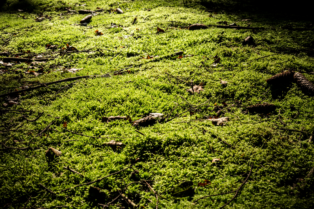 Natural Wonders: Breathing Forest » Explorersweb