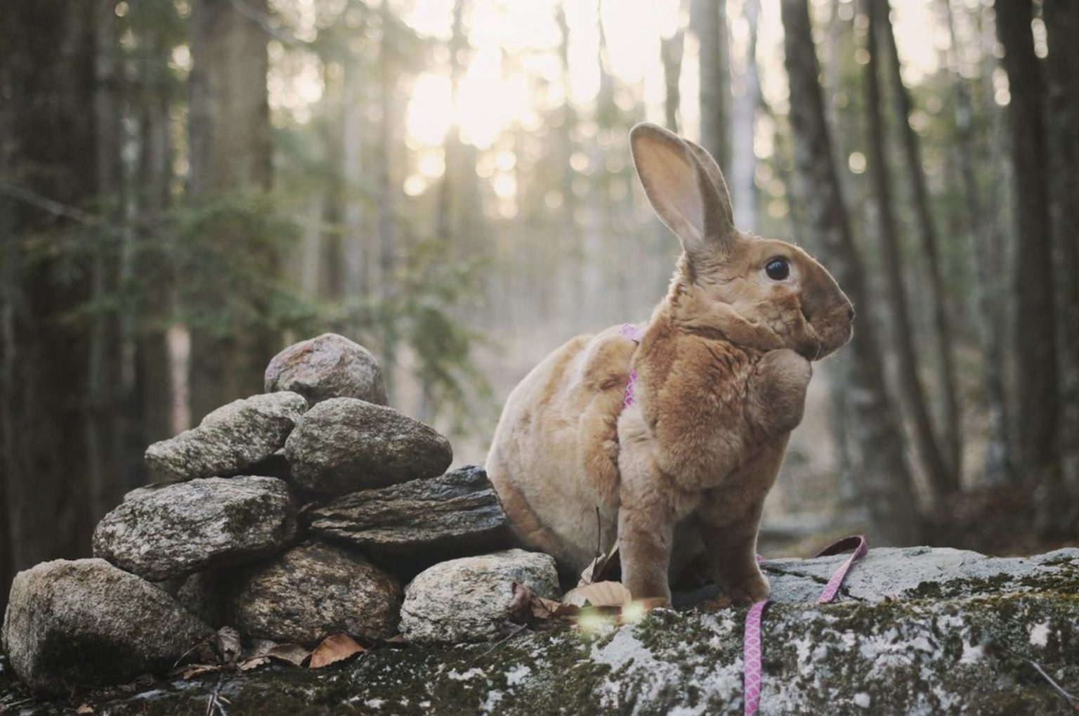 A Badass Rabbit Named Moose Bags Peaks in New Hampshire » Explorersweb