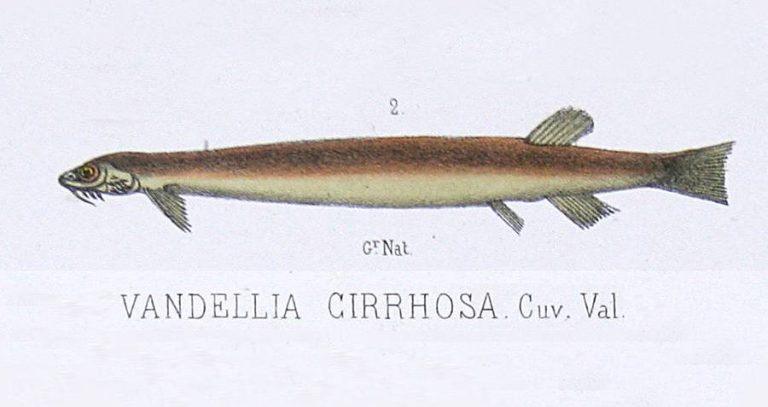 The Candiru, Every Guy's Ultimate Nightmare » Explorersweb