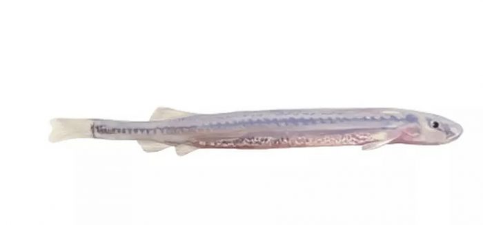 The Candiru, Every Guy's Ultimate Nightmare » Explorersweb