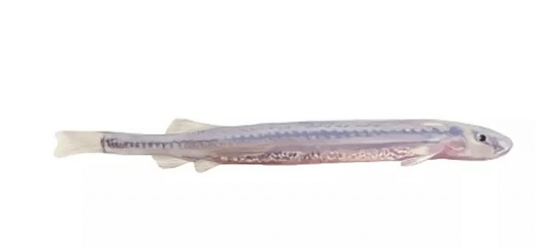 The Candiru, Every Guy's Ultimate Nightmare » Explorersweb