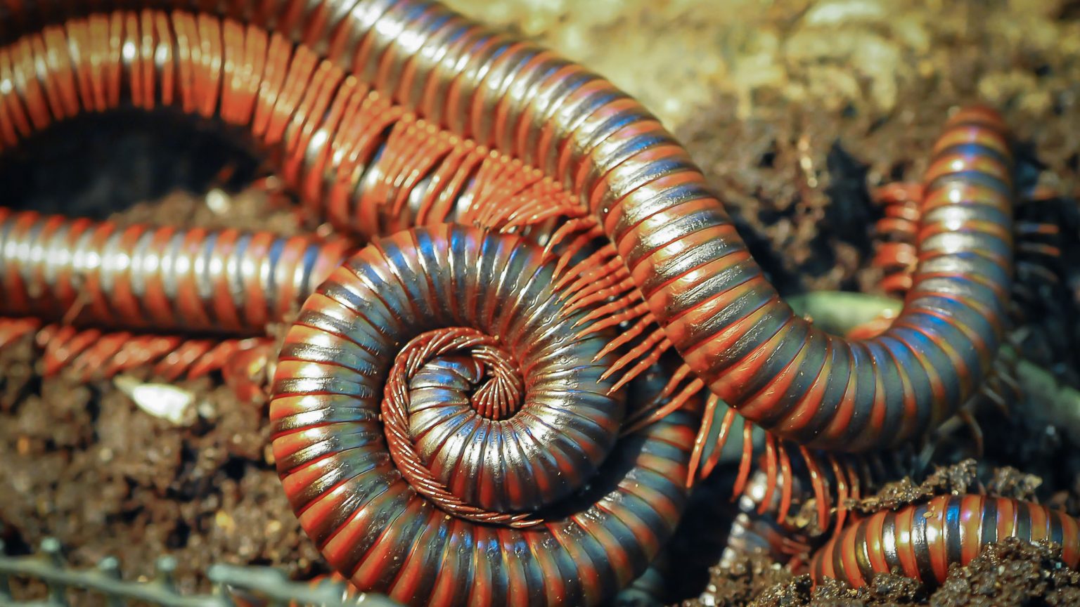 A Millipede Named After Taylor Swift, and 21 Other Newly Described ...