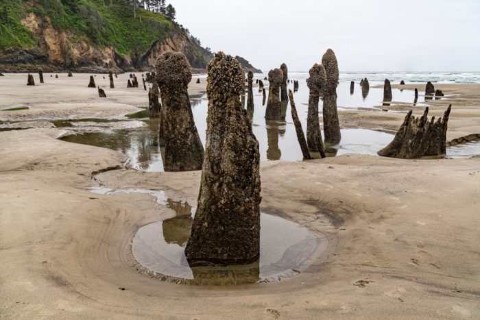 Natural Wonders: Neskowin Ghost Forest » Explorersweb