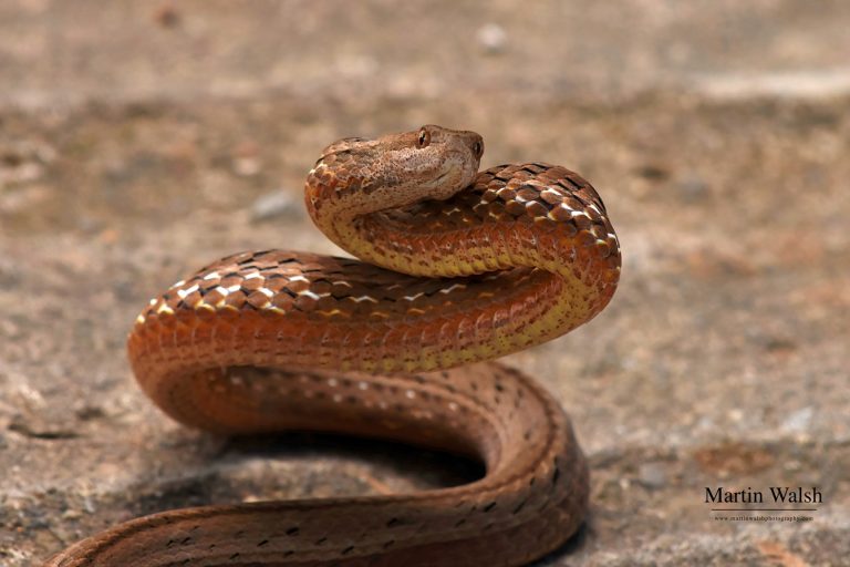 How To Identify and Avoid The World's Most Venomous Snakes » Explorersweb