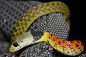 How To Identify and Avoid The World's Most Venomous Snakes » Explorersweb