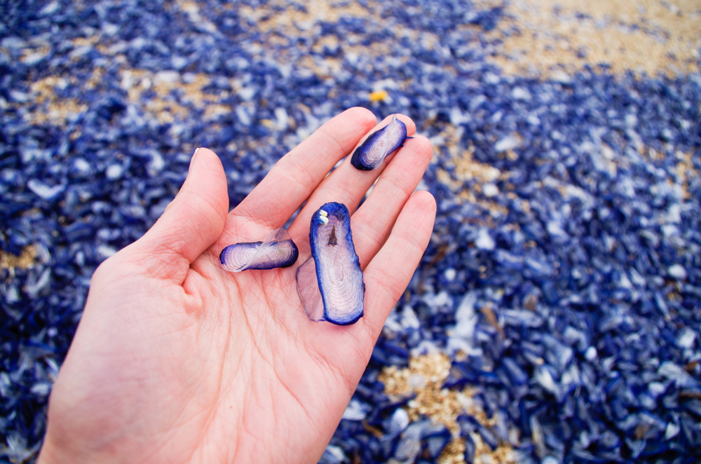 Natural Wonders: Blue Tide » Explorersweb
