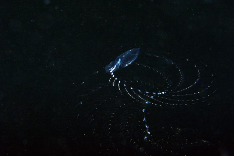 Natural Wonders: The Longest Animal in the World » Explorersweb