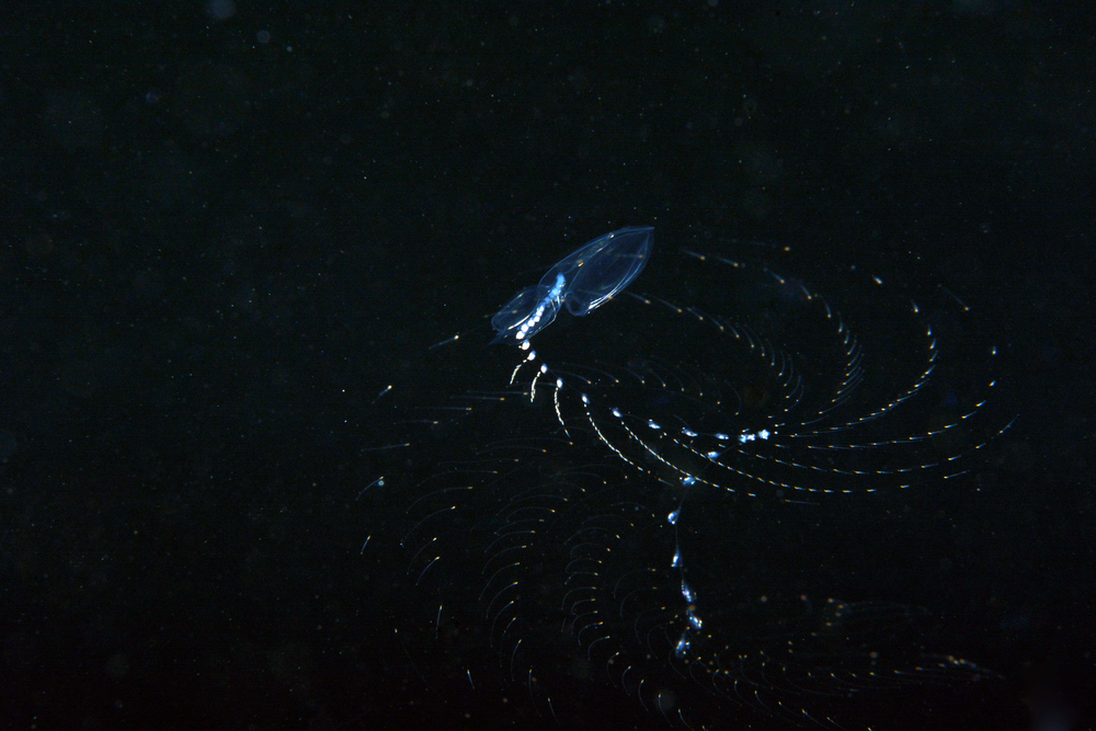 Natural Wonders: The Longest Animal in the World » Explorersweb