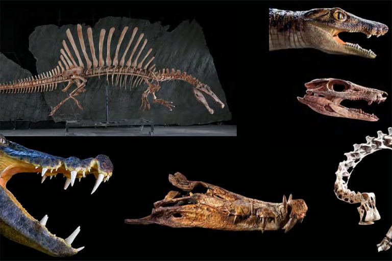 Niger Expedition Finds Lost World of African Dinosaurs — And Ancient ...