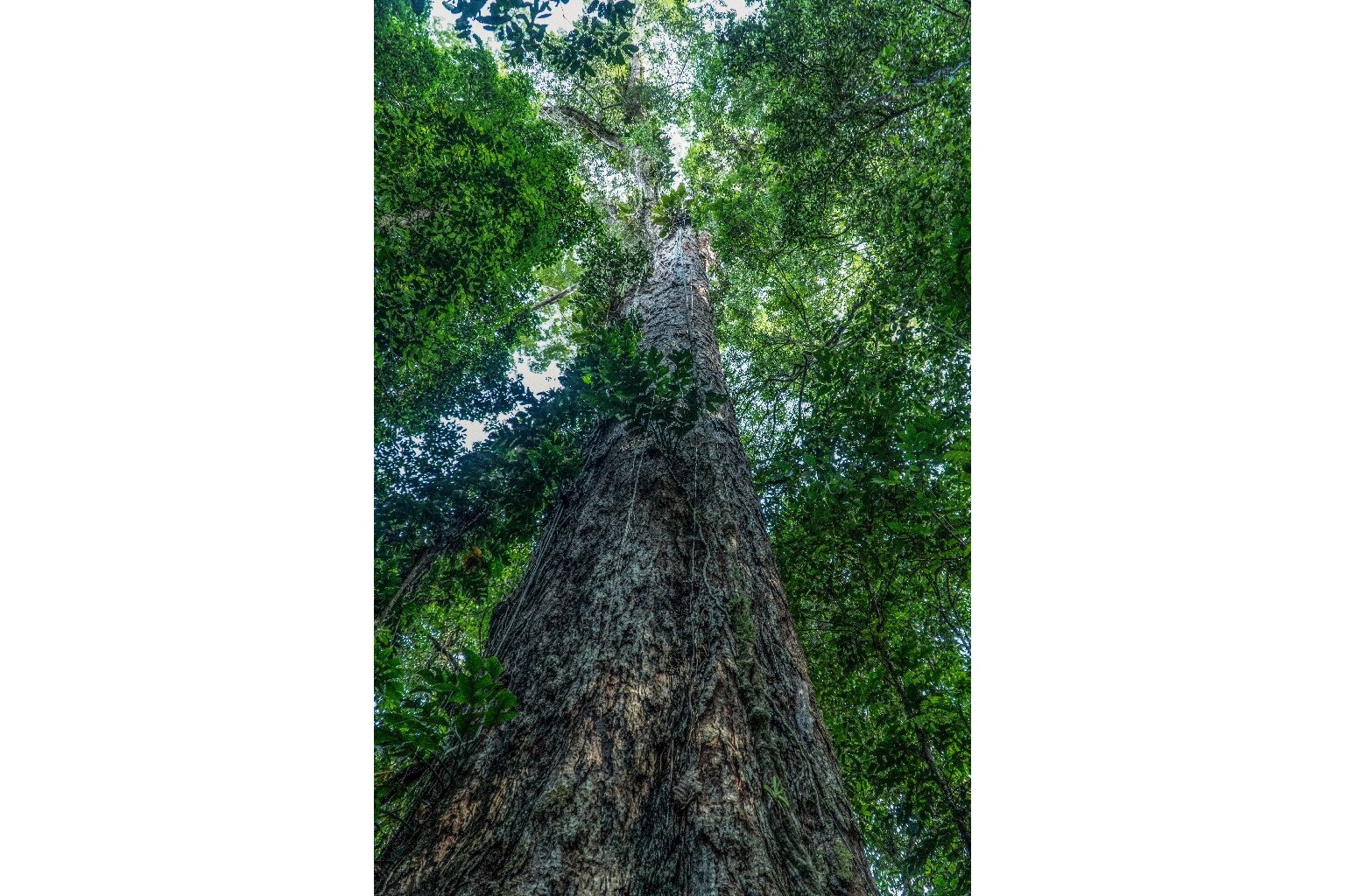 Found: The Tallest Tree in the Amazon » Explorersweb
