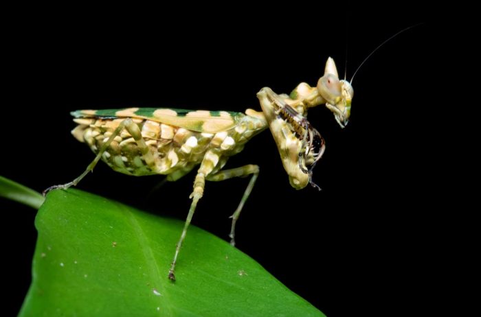 Project Mantis: Shedding Light on the Amazon After Dark » Explorersweb