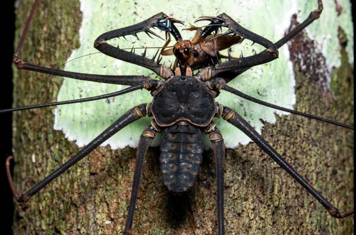 Project Mantis: Shedding Light on the Amazon After Dark » Explorersweb