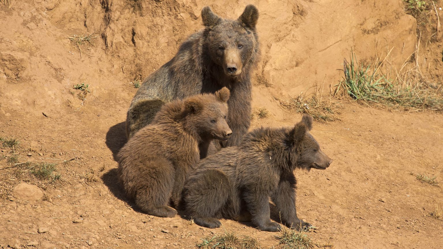 Once Nearly Extinct, Brown Bears Make Comeback in Spain » Explorersweb