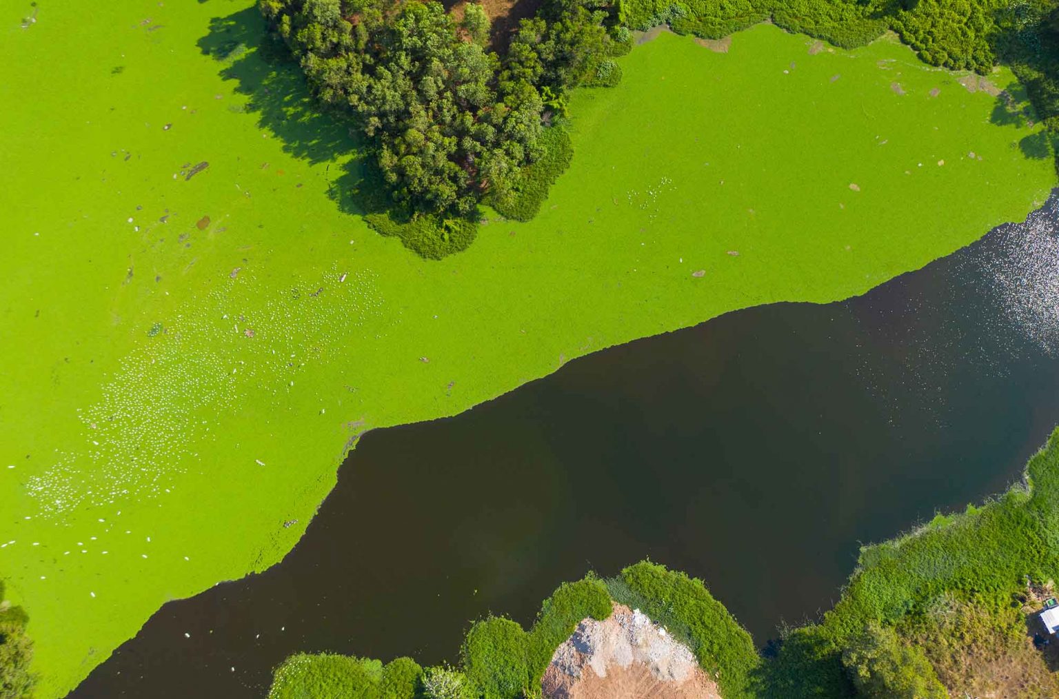 Did Tree Roots Trigger Ancient Extinctions? » Explorersweb