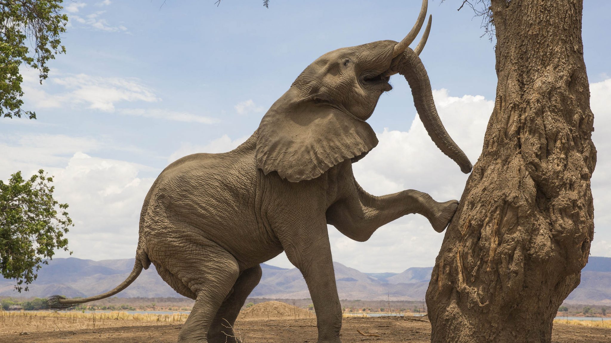Elephant Attacks in Zimbabwe Raise Tension Between Conservation ...