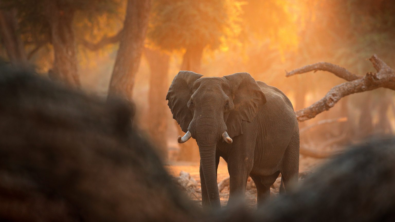 Elephant Attacks in Zimbabwe Raise Tension Between Conservation ...