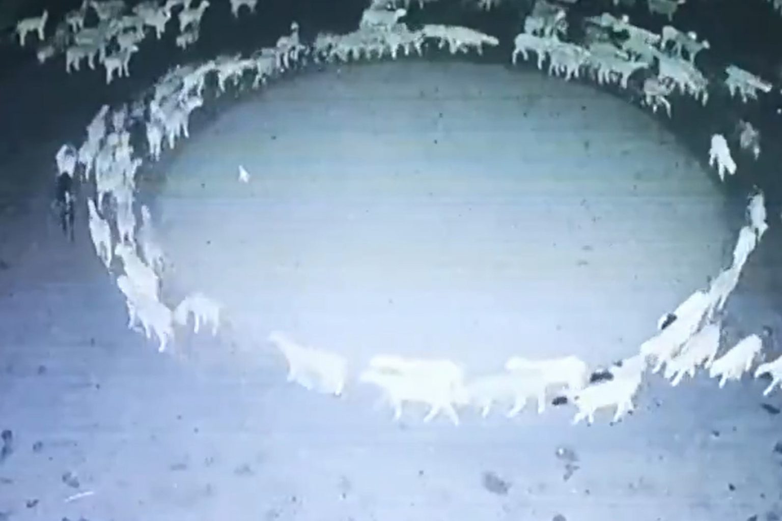 The Great Sheep Mystery: Why Are Dozens of Sheep Walking in a Circle ...