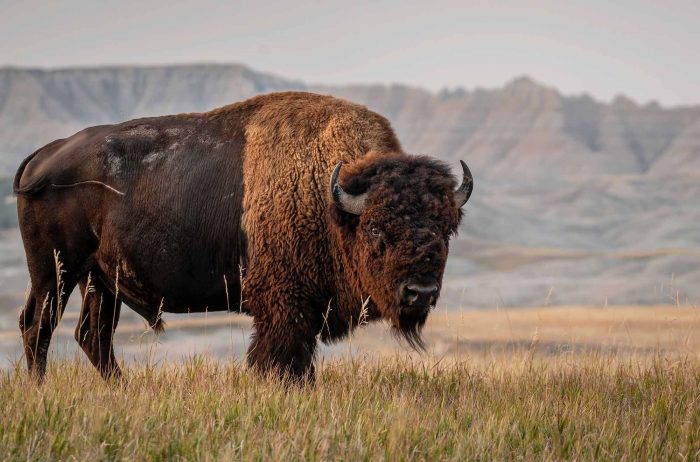 Indigenous Groups Restoring Bison to North America » Explorersweb