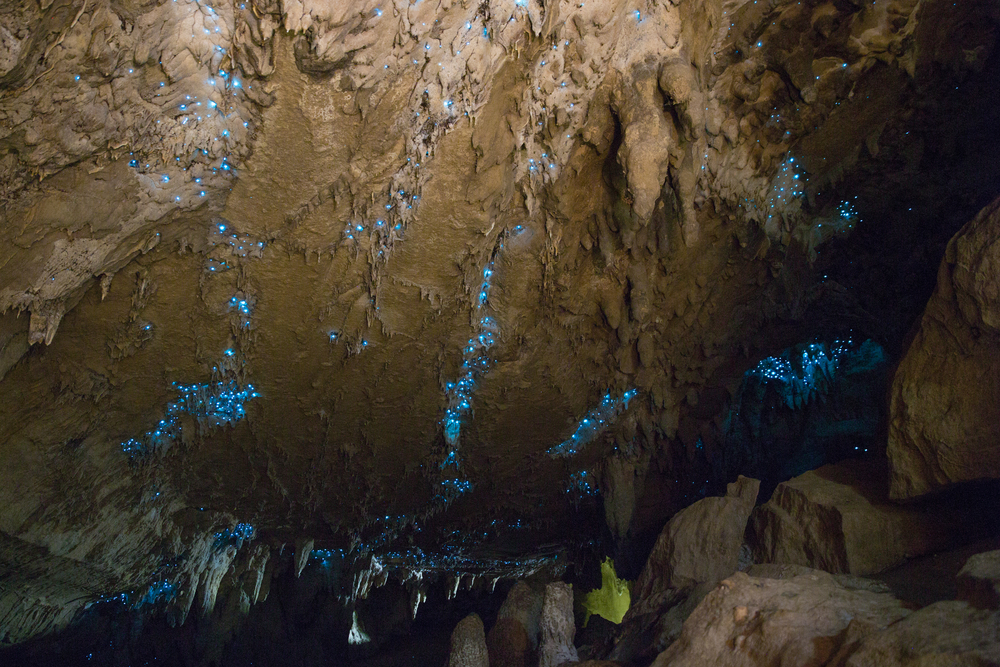 Natural Wonders: Glowworm Caves » Explorersweb