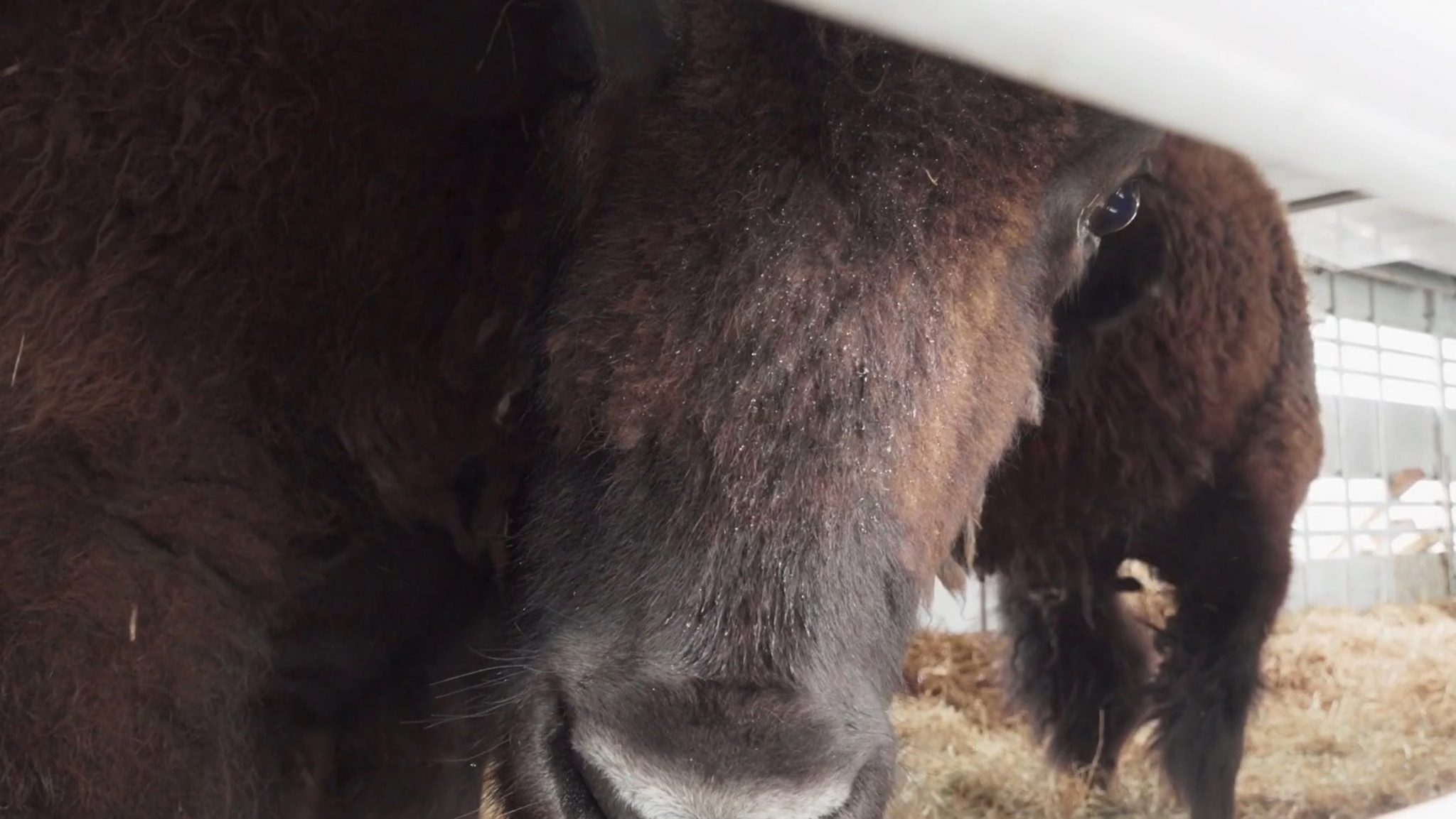 Film Review: Climate Change Optimism and Fatalism Battle in 'Pleistocene Park' » Explorersweb