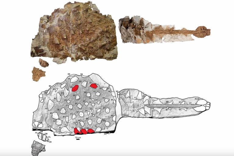 The Dinosaur Known as 'The Destroyer of Shins' » Explorersweb