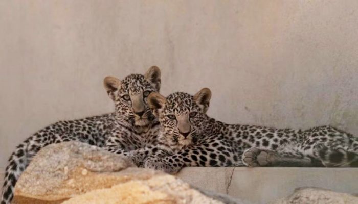 Science Links of the Week » Explorersweb