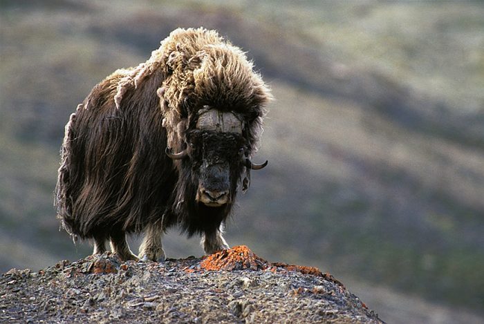 In Rare Attack, Muskox Kills Alaskan Man » Explorersweb