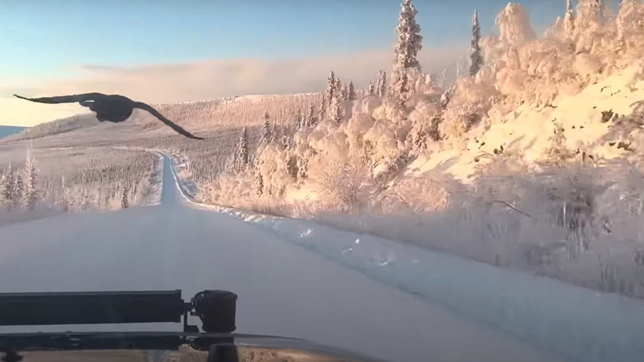 Raven Joins Road Trip, Drafts Off Car for 45 Minutes » Explorersweb