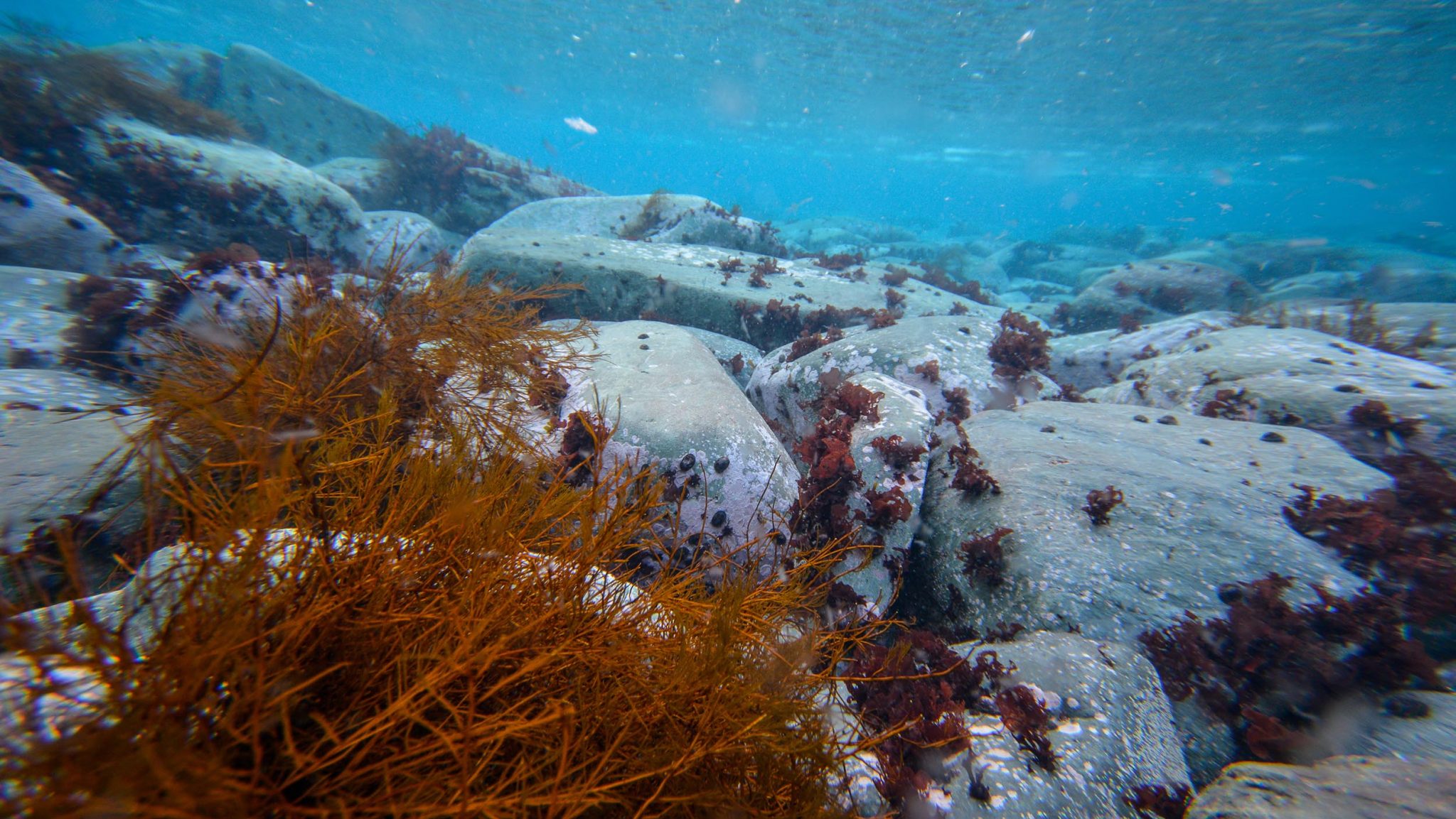 How Did Life Survive on Snowball Earth? The Answer Lies in Antarctica ...