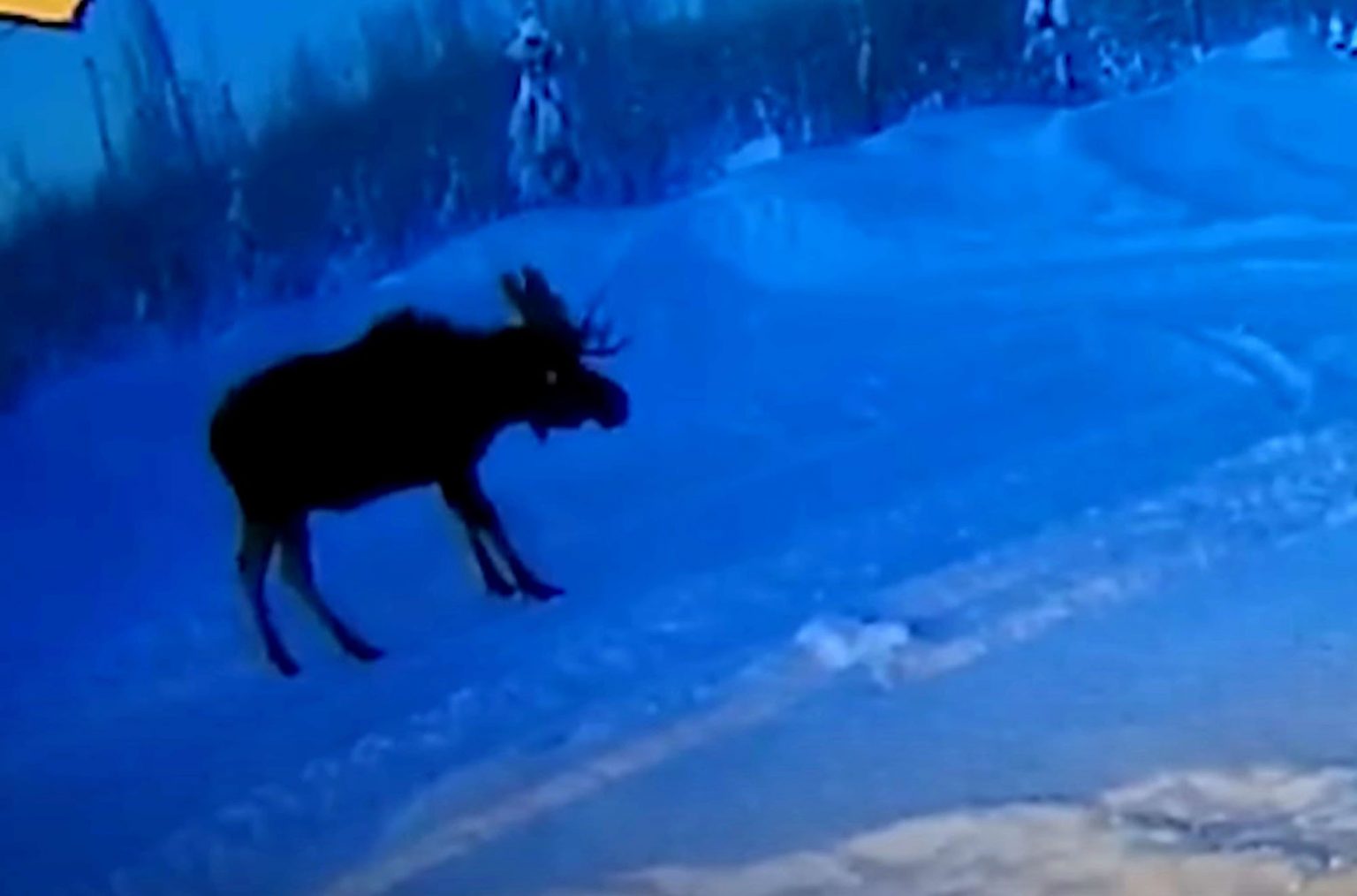 Doorbell Camera Catches Alaskan Moose Shedding Antlers » Explorersweb