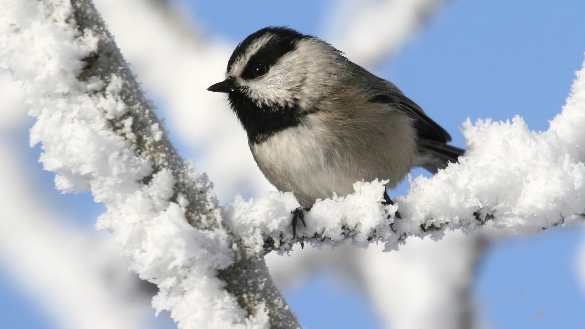 The Colder The Winter, The Smarter The Chickadee » Explorersweb