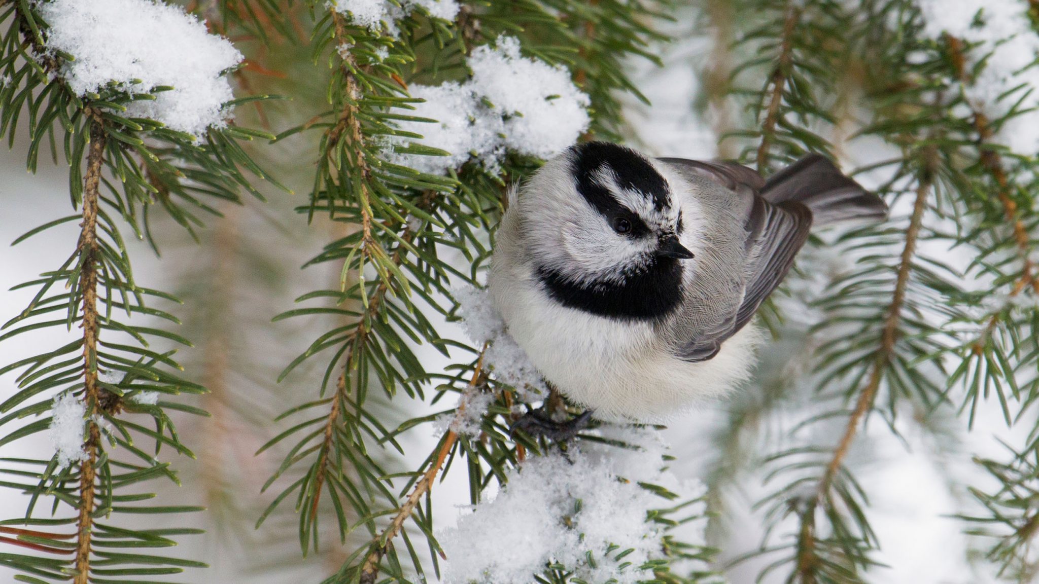 The Colder The Winter, The Smarter The Chickadee » Explorersweb