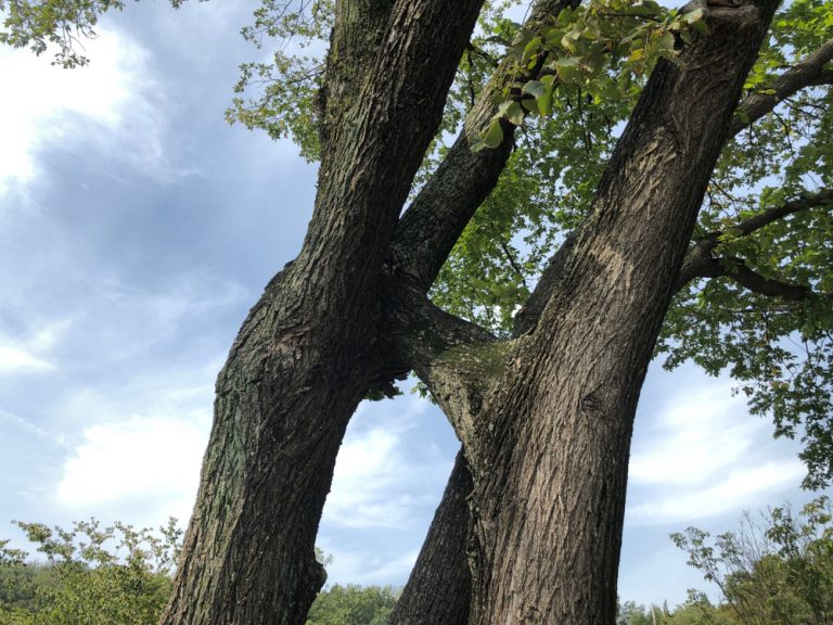 Natural Wonders: When Trees Fuse and Flourish as One » Explorersweb