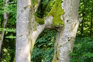 Natural Wonders: When Trees Fuse and Flourish as One » Explorersweb
