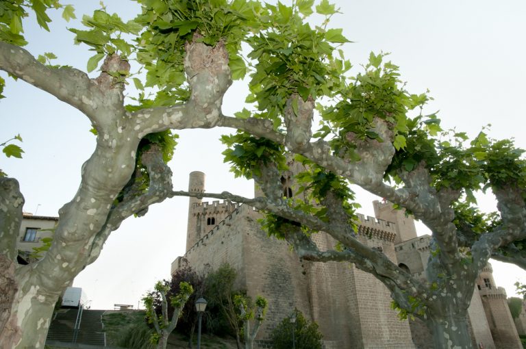 Natural Wonders: When Trees Fuse and Flourish as One » Explorersweb