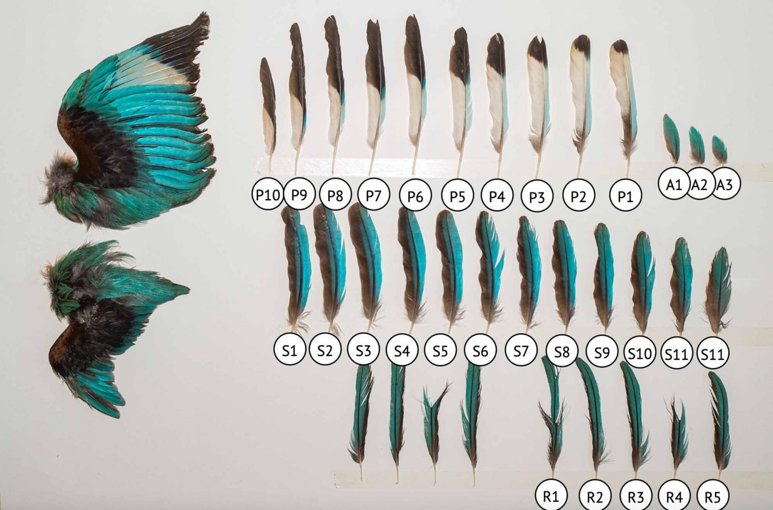 Field Guides To Bird Feathers: A Next-Level Tool for Birdwatchers ...