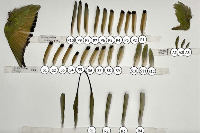 Field Guides To Bird Feathers: A Next-Level Tool for Birdwatchers ...