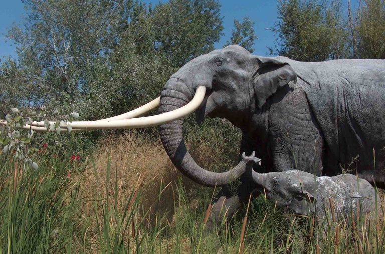 Neanderthals Hunted Giant Elephants, Lived in Large Groups » Explorersweb
