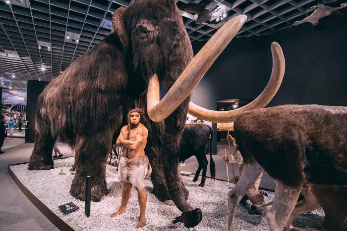 Neanderthals Hunted Giant Elephants, Lived in Large Groups » Explorersweb
