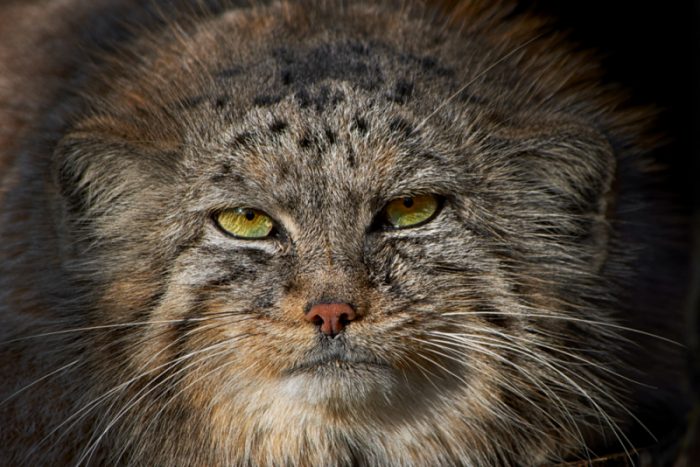 Science Links of the Week » Explorersweb