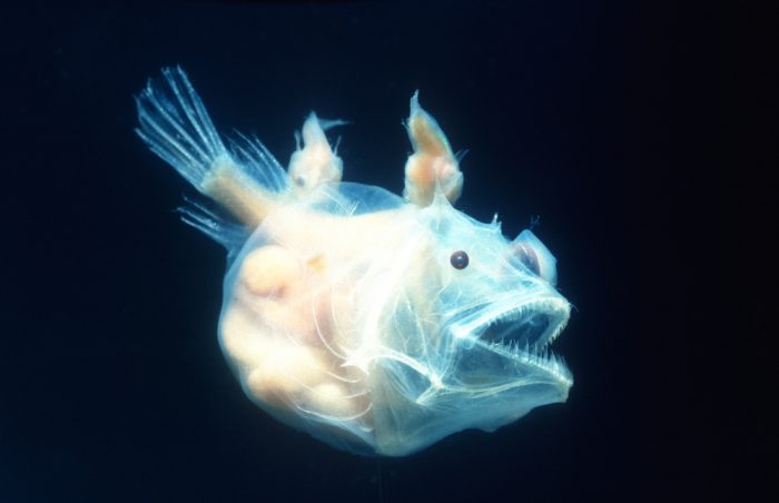 Anglerfish and Their Weird Mating Habits » Explorersweb