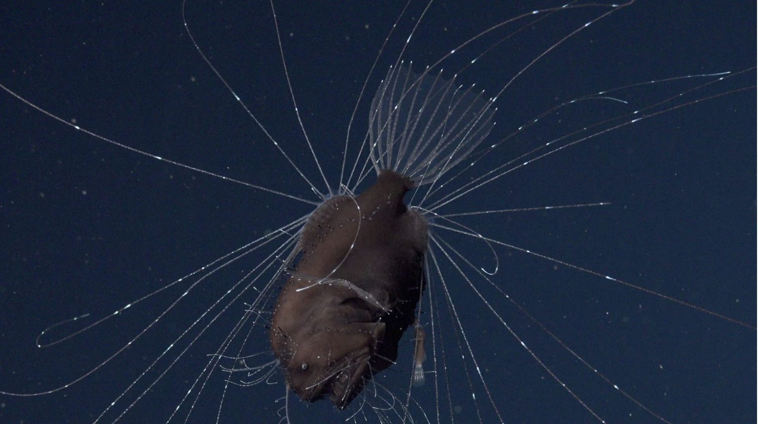 Anglerfish and Their Weird Mating Habits » Explorersweb
